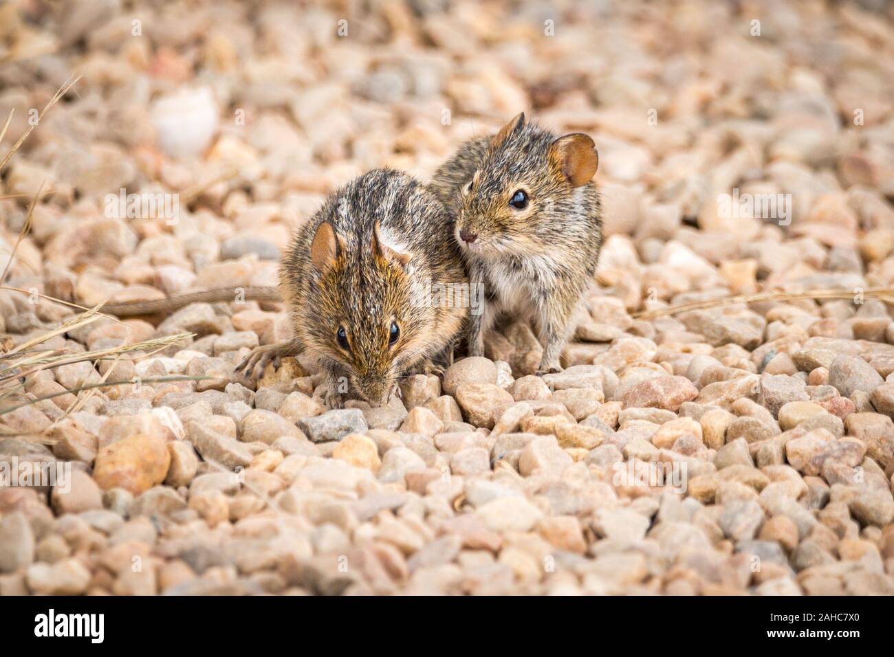 Two Four-striped grass mice sitting close together on the ground ...