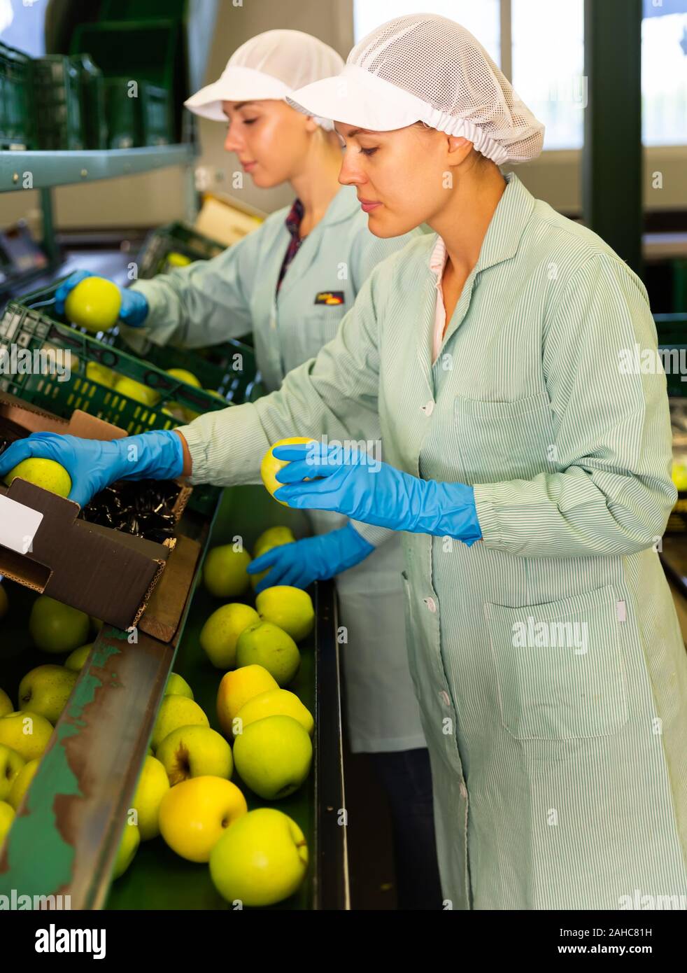 Young women workers sorting and preparing fruits for packaging at ...