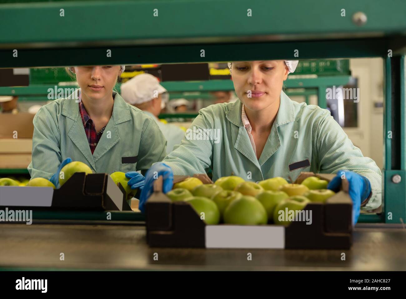 positive women employees in uniform sorting fresh ripe apples on ...