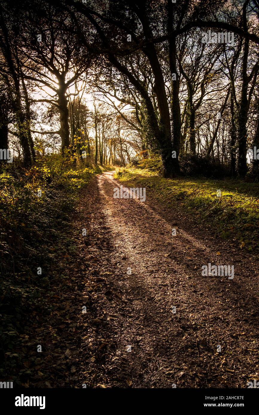 Early morning sunlight silhouetting trees in Colan Woods, the overgrown ...