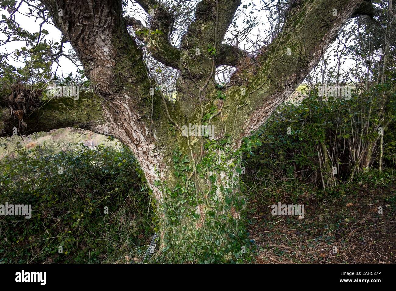 Ivy growing up the trunk of an old gnarled Beech tree Fagus sylvatica ...