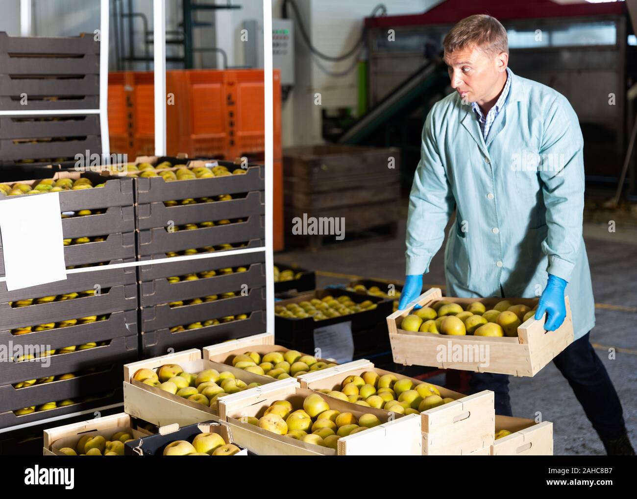 concentrated young man working with apples in crates and checking ...