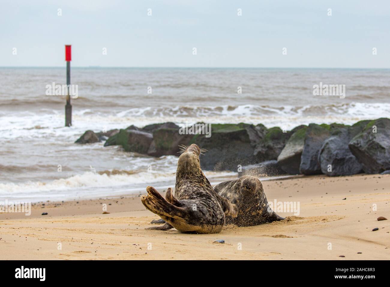 Atlantic Grey seals ashore in Norfolk UK nursing pups and mating before ...