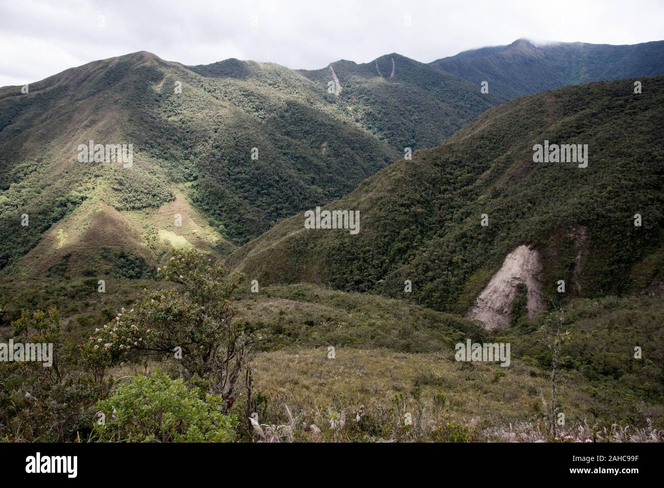 Landslide forest hi-res stock photography and images - Alamy
