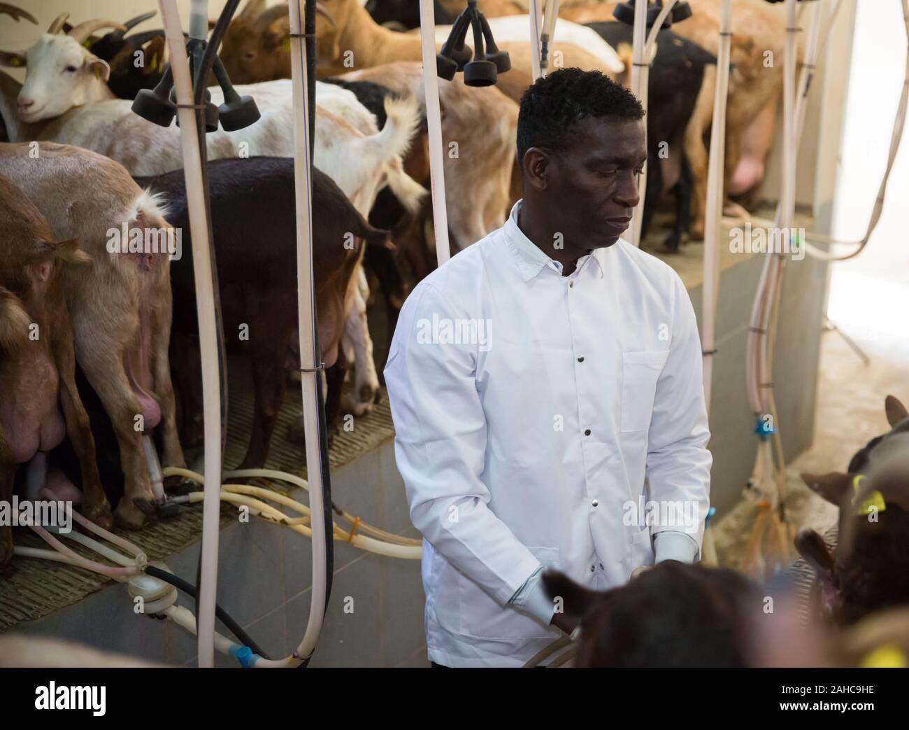 African American male breeder preparing for machine milking of goats on ...