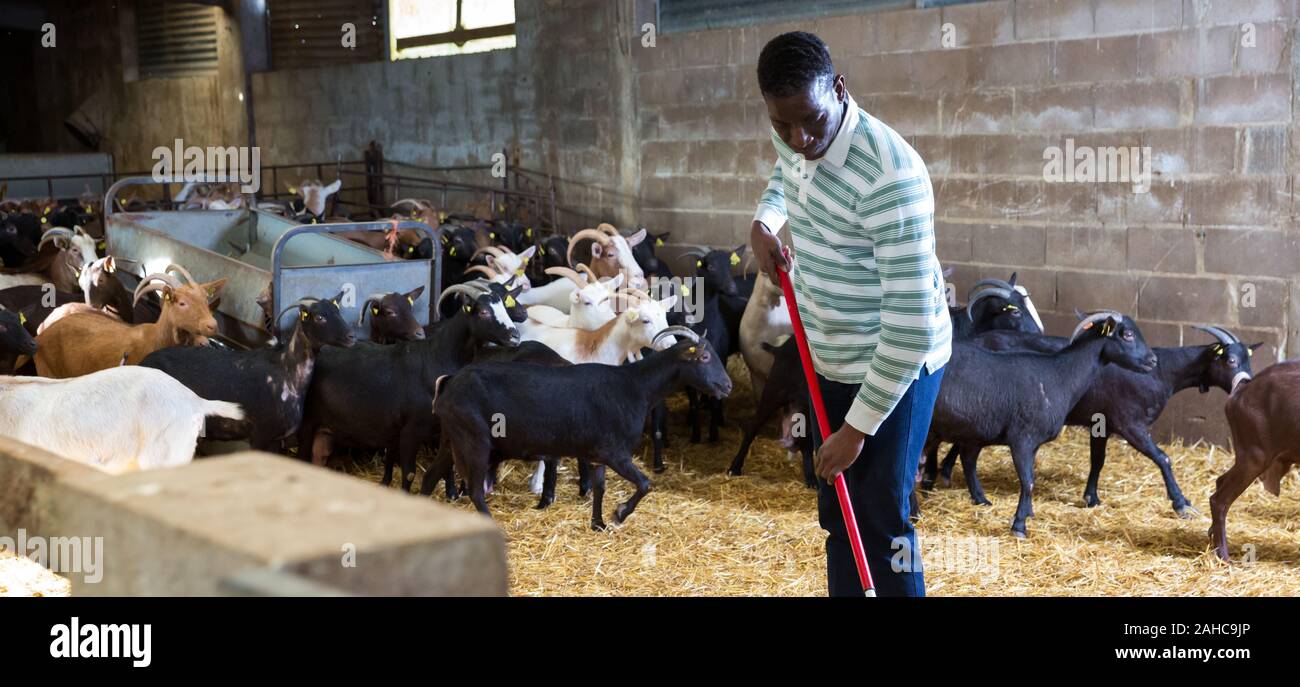 African American man owner of goat farm working in stall on background ...