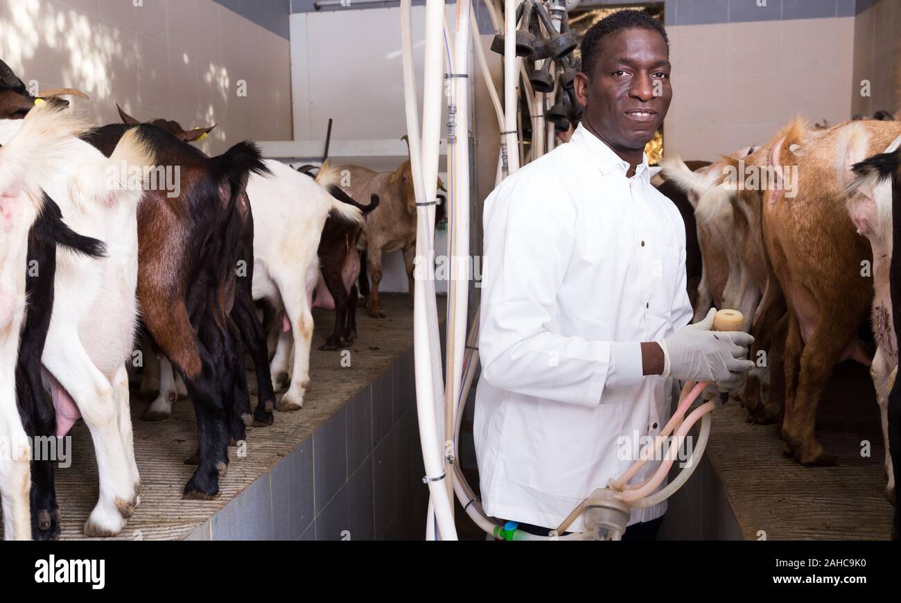 Portrait of experienced African American owner of goat farm preparing ...