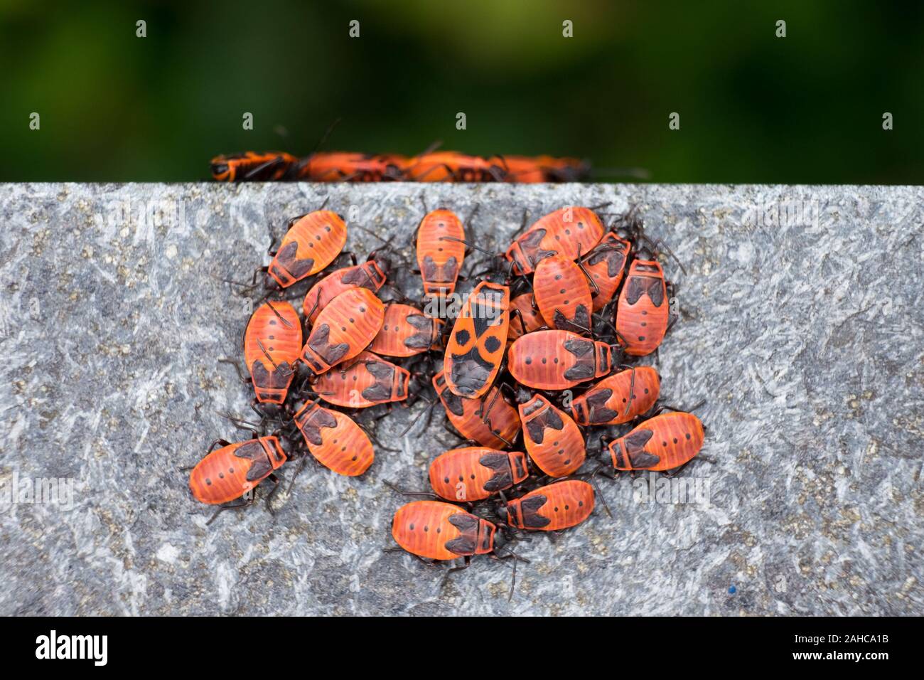 Red bugs on a mural Stock Photo - Alamy