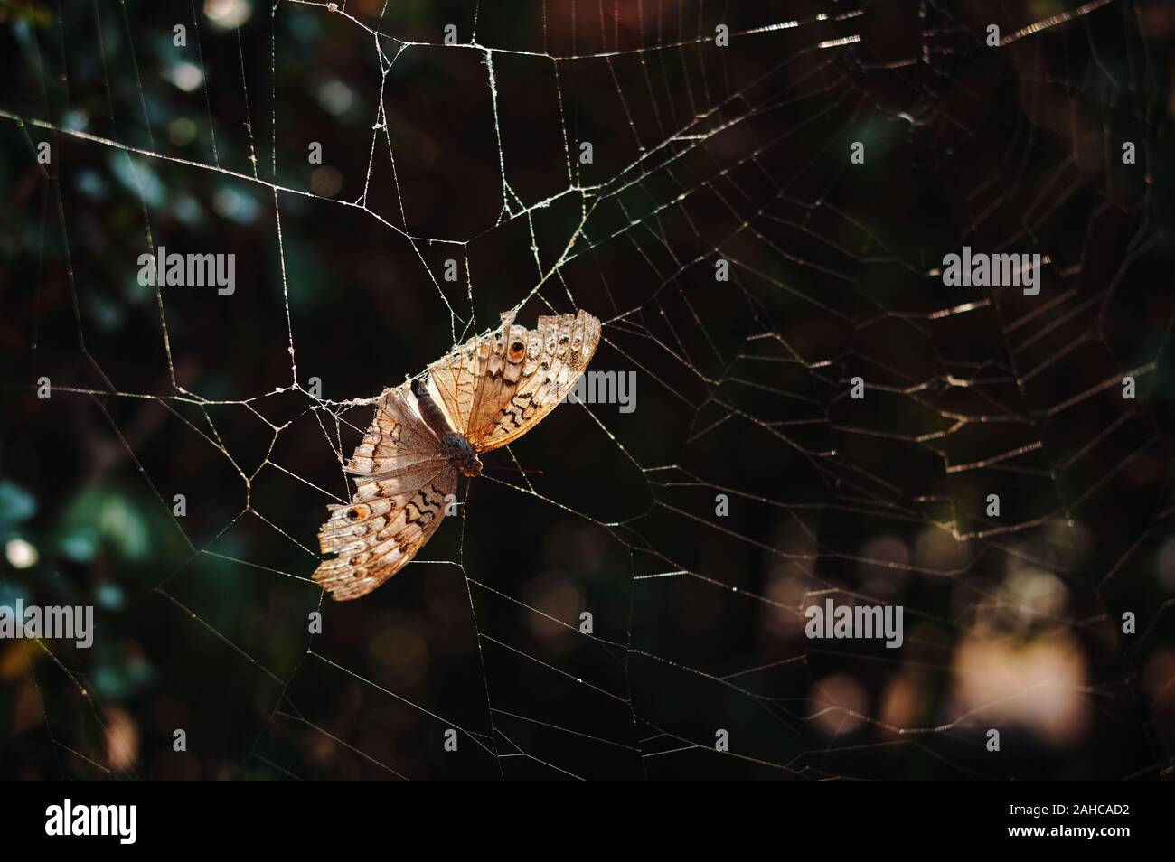 A brown butterfly has stuck on the spider web Stock Photo - Alamy