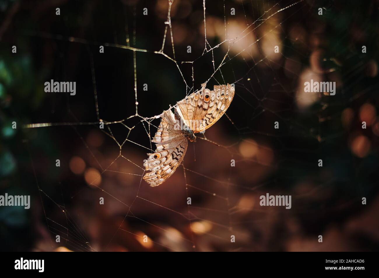 A brown butterfly has stuck on the spider web Stock Photo - Alamy