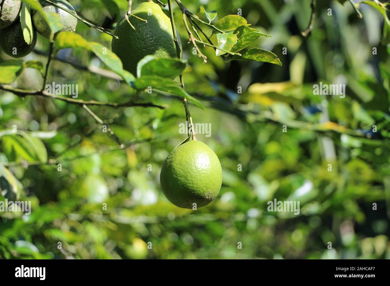 Limes growing on tree hi-res stock photography and images - Alamy