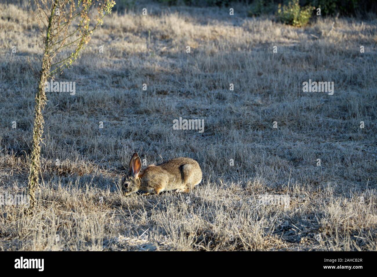 A wild hare in the Usa Stock Photo - Alamy