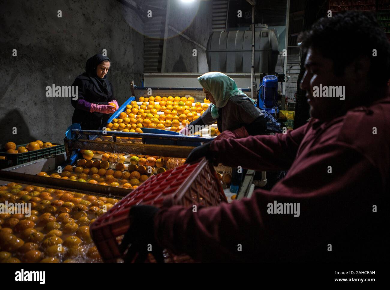 Mazandaran, Iran. 27th Dec, 2019. Workers wash harvested oranges at a ...