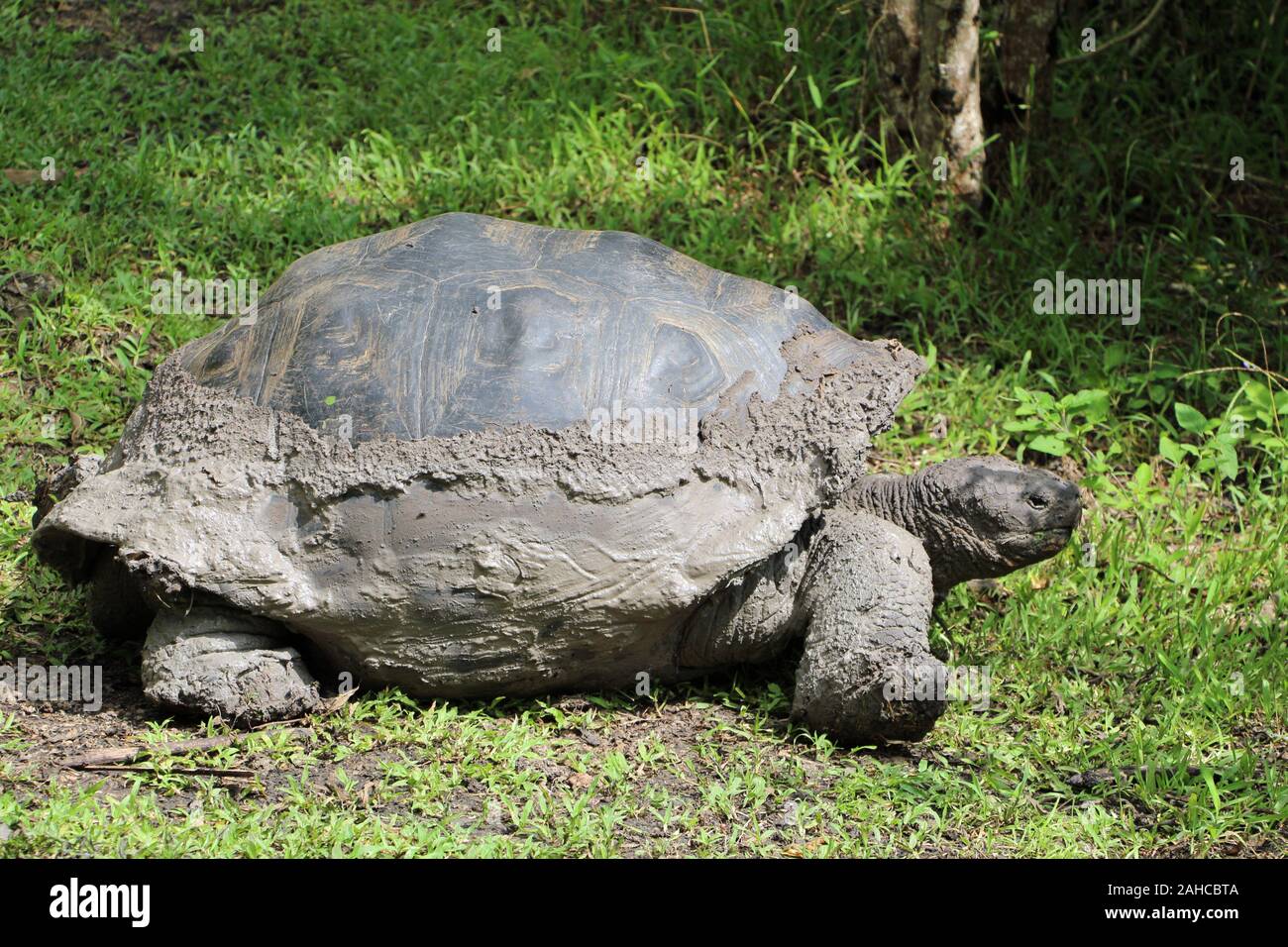 Tortoise and hare hi-res stock photography and images - Alamy