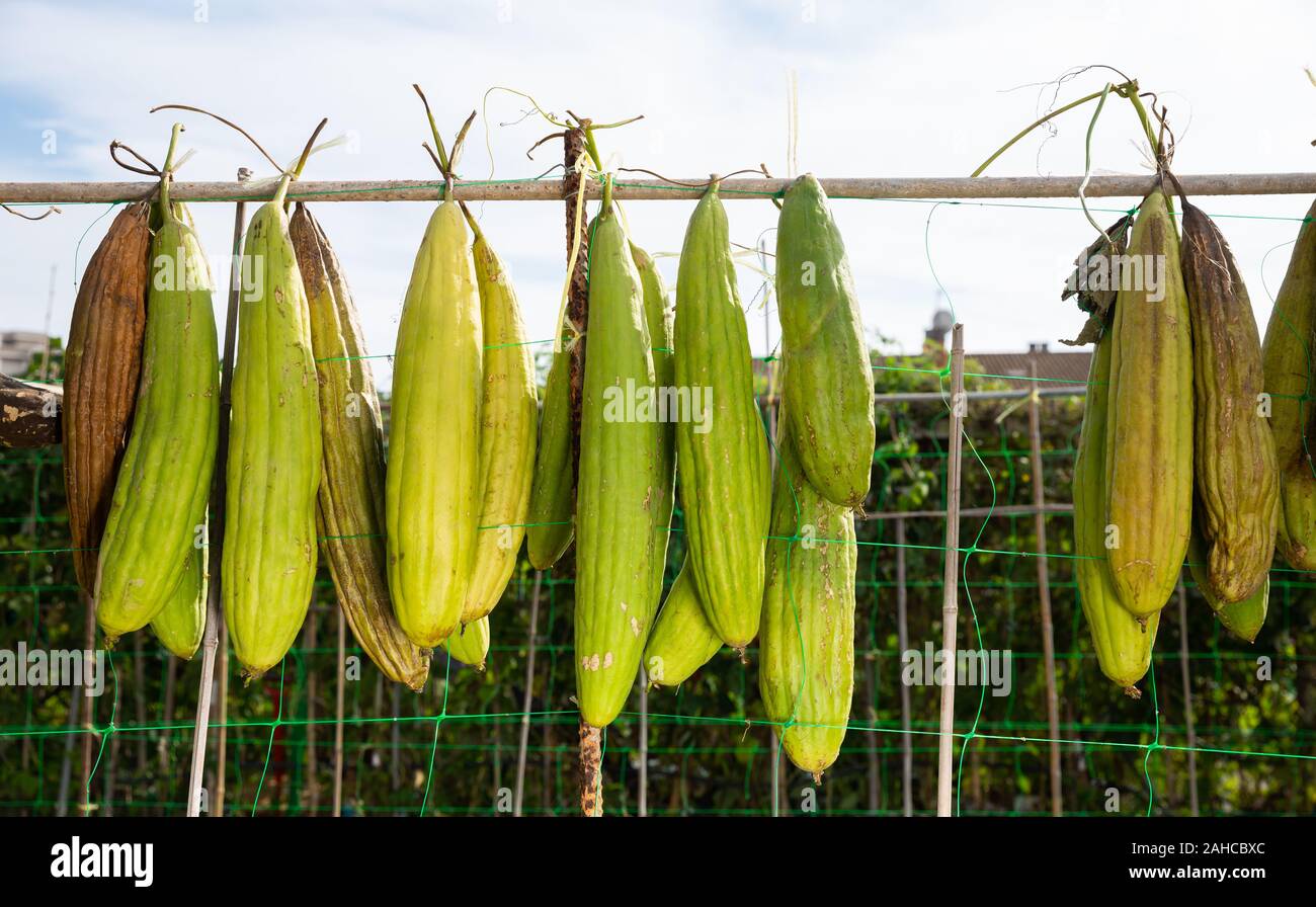 Ripe Sponge Gourd or Luffa hanging at garden Stock Photo - Alamy