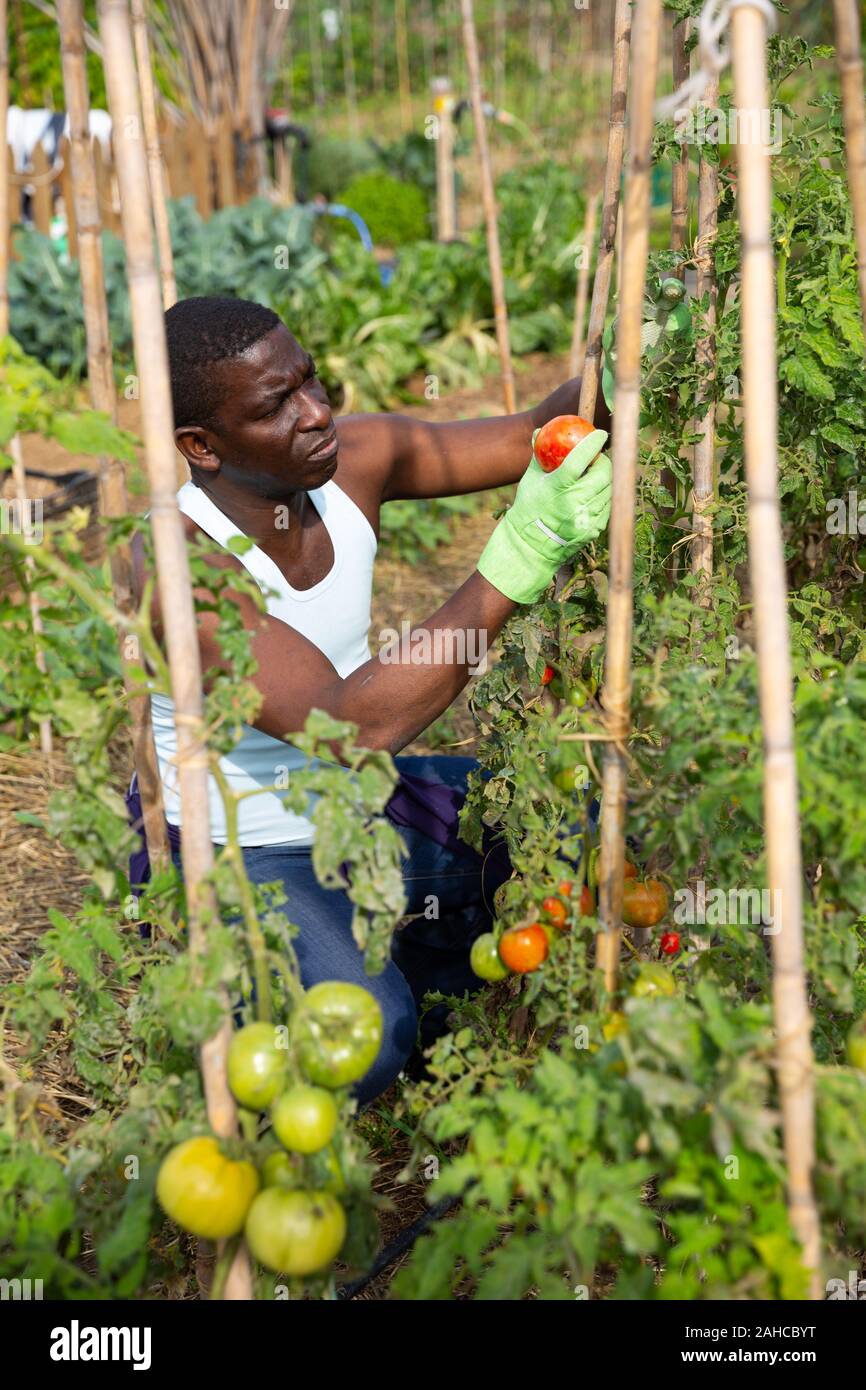 Joyful african-american man harvesting tomatoes in the garden Stock ...
