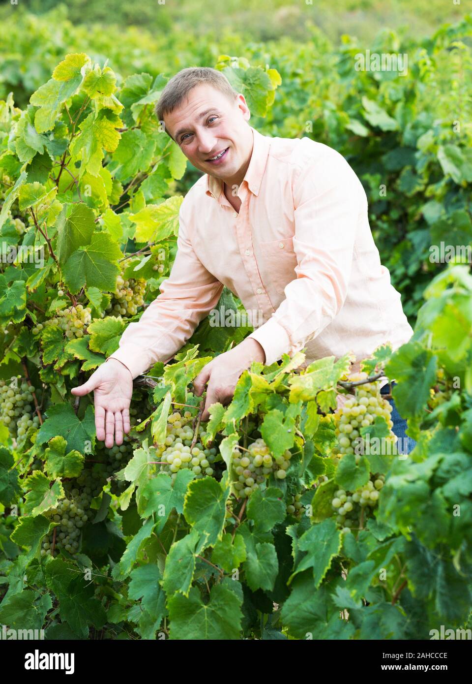 Satisfied adult male vintner with clusters of grape smiling outdoors ...
