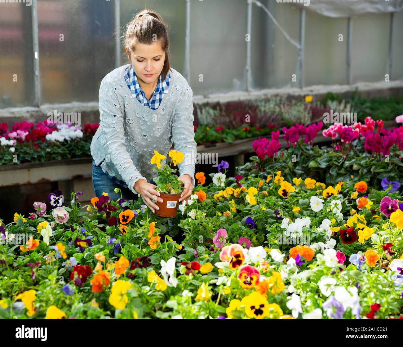 Female florist checking potted flowers geranium Stock Photo - Alamy