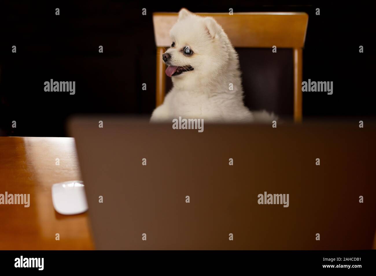 Dog pomeranian spitz and on table with laptop computer Stock Photo - Alamy