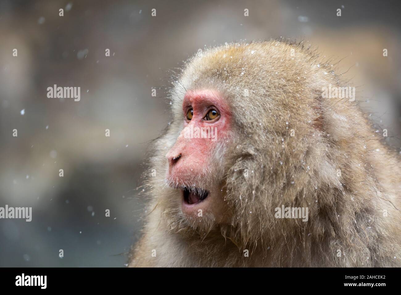 The Japanese macaque, also known as the snow monkey Stock Photo - Alamy