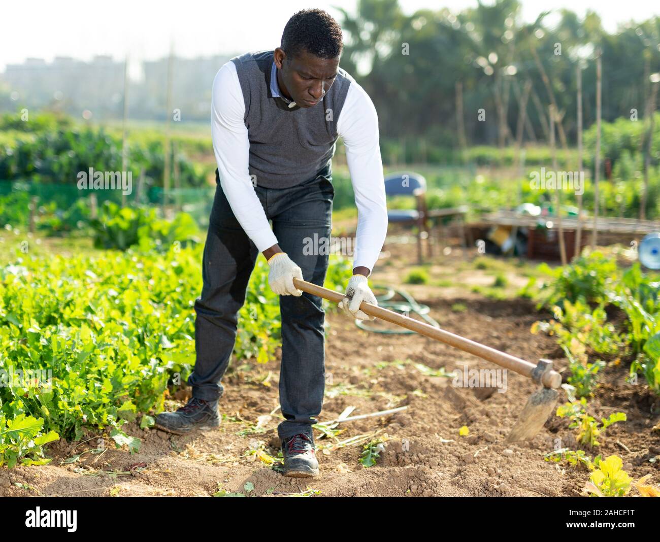 Focused African-American man working soil in his kitchen garden, hoeing ...
