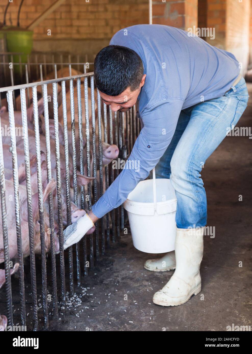 Feeding pig bucket hi-res stock photography and images - Alamy