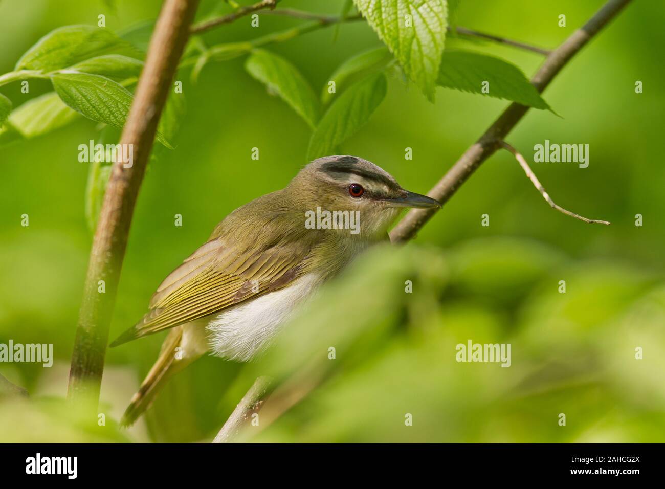 Red-eyed Vireo (Vireo olivaceus Stock Photo - Alamy