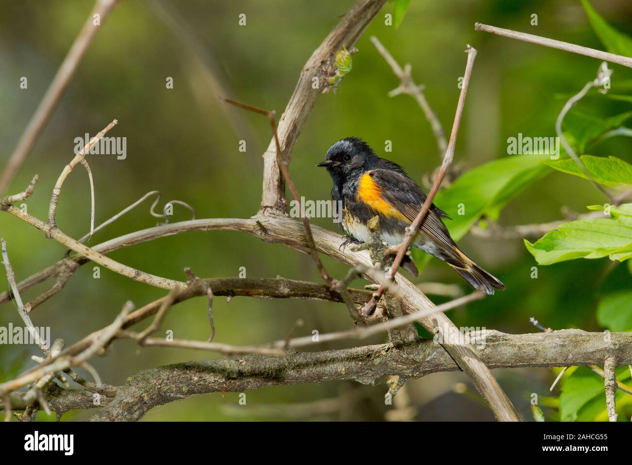 American redstart hi-res stock photography and images - Alamy
