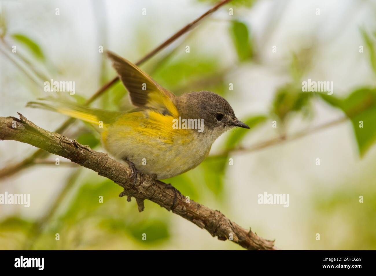 Female american redstart hi-res stock photography and images - Alamy