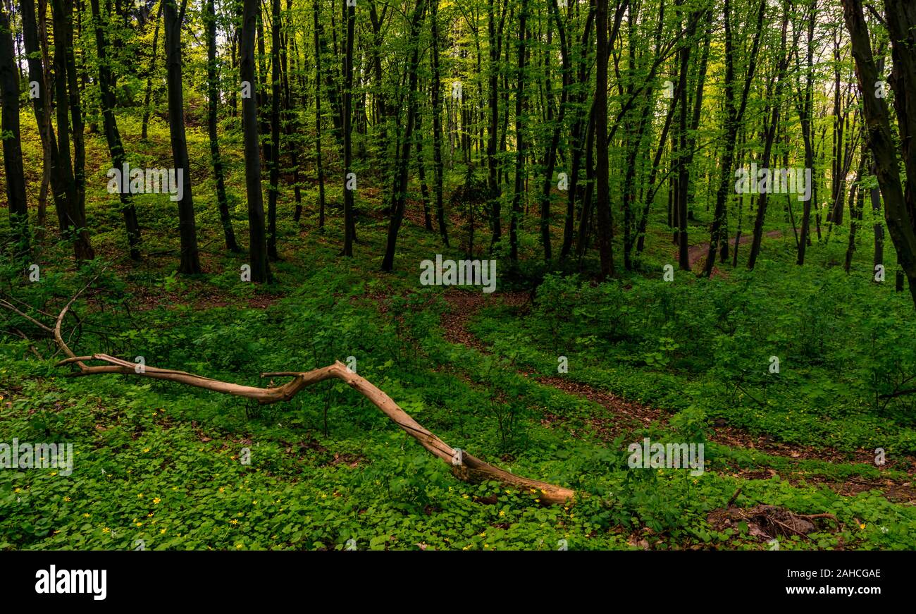 Scenery. Walk in nature. Pleasant outdoor activities Stock Photo - Alamy