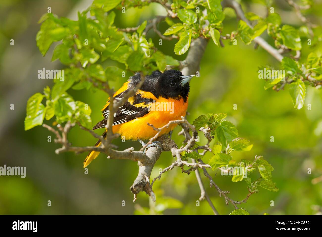 Baltimore Oriole Icterus Galbula High Resolution Stock Photography and ...