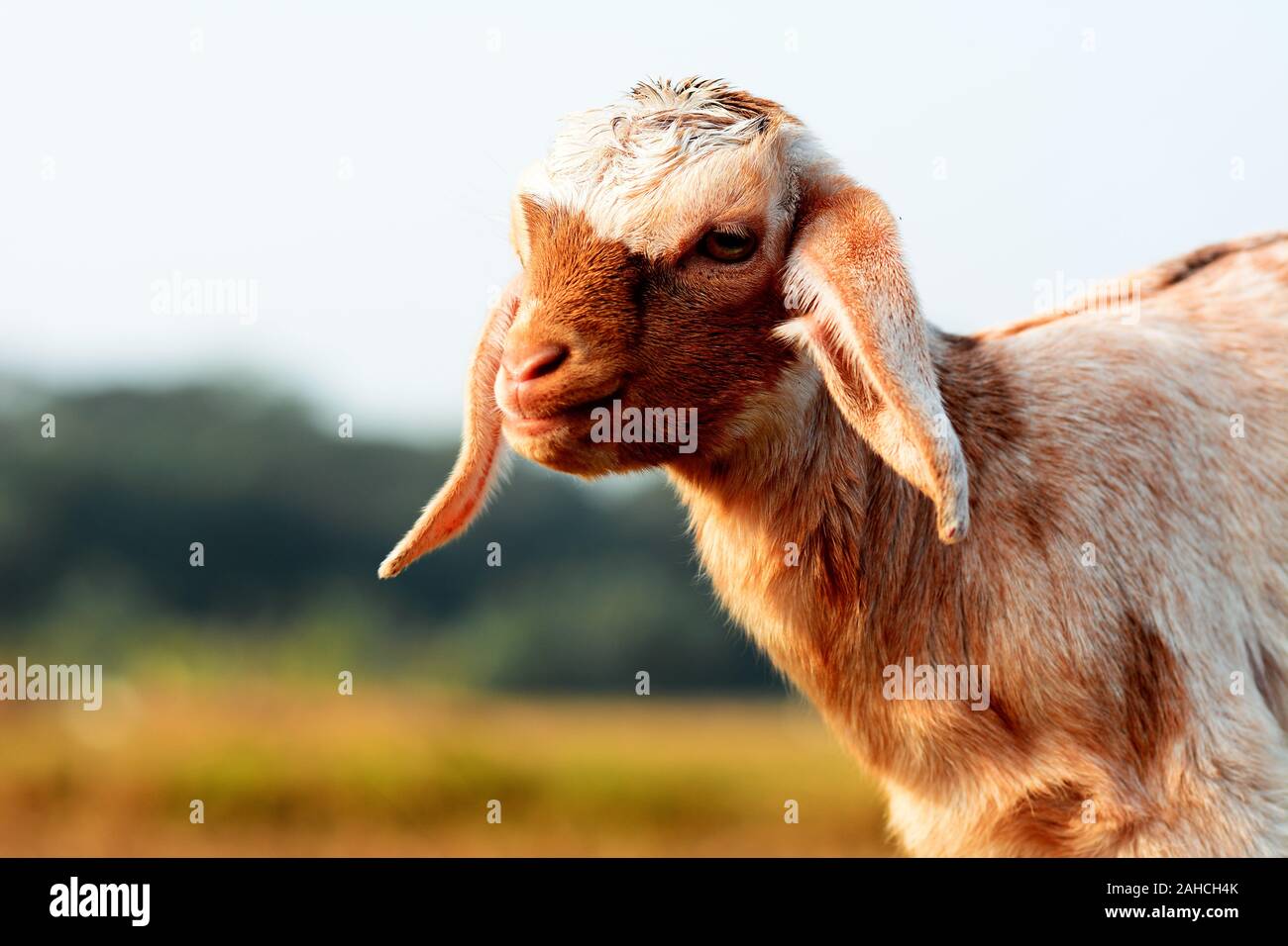 Portrait of a Brown Goat Stock Photo - Alamy