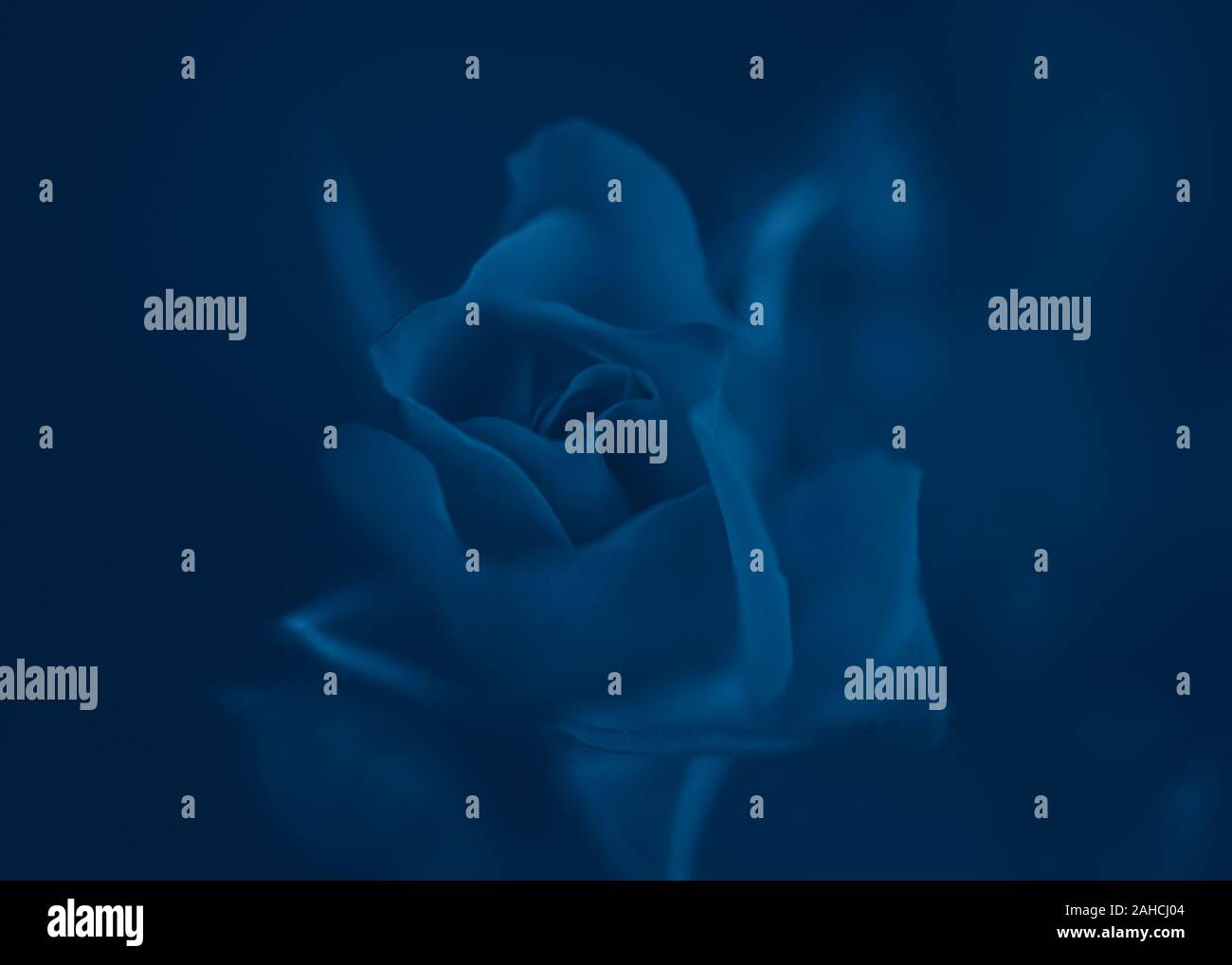 Beautiful fairy dreamy magic rose flower on faded blurry background ...