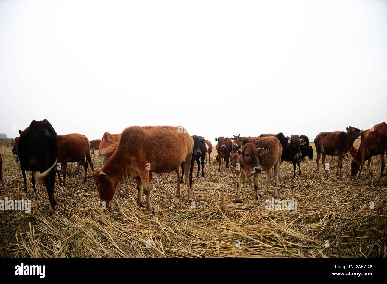 Dairy cow grazing in the paddock Stock Photo - Alamy