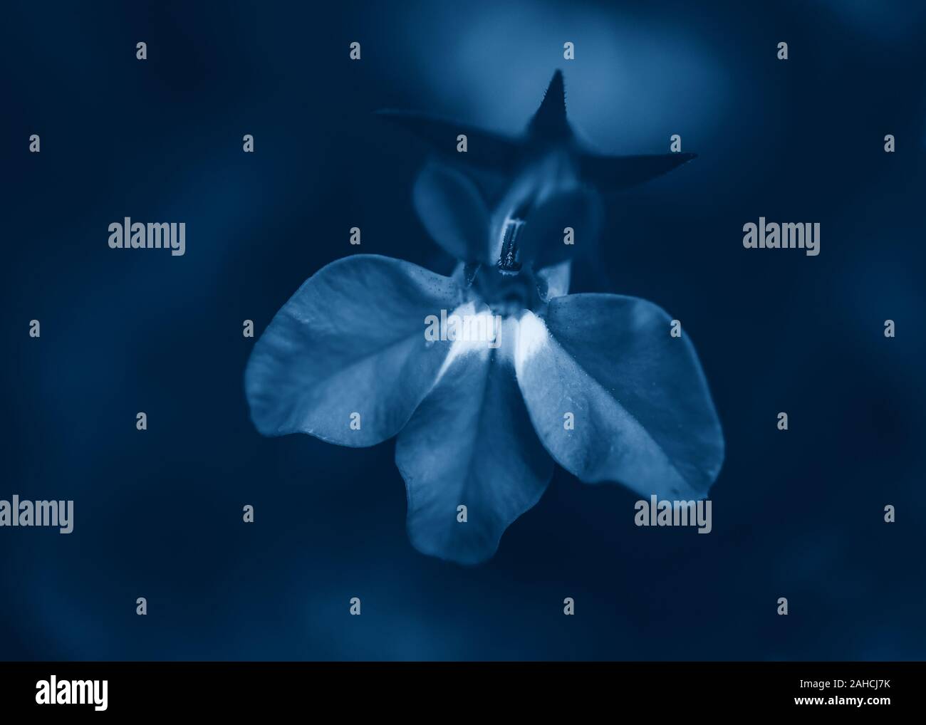 Beautiful fairy dreamy magic flower on faded blurry background. Natural ...