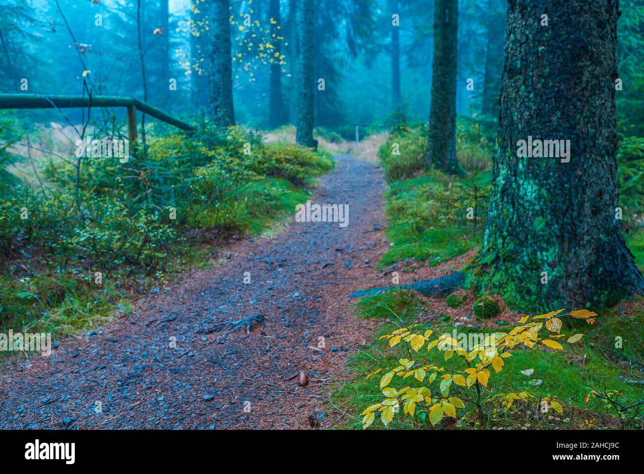 The evergreen forest early in the morning Stock Photo - Alamy