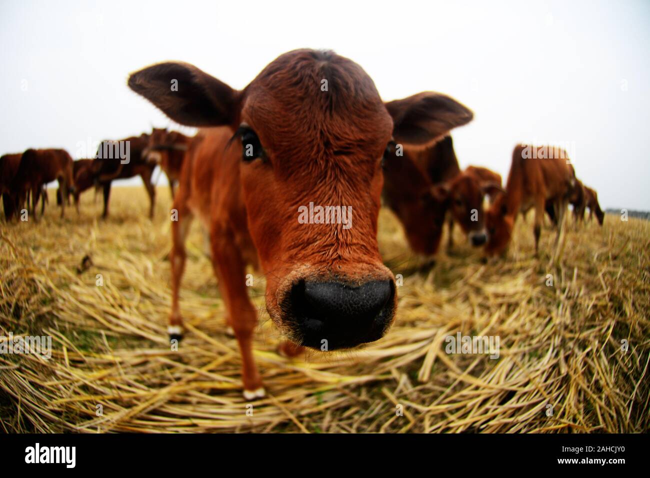 Buffalo cow dairy hi-res stock photography and images - Alamy