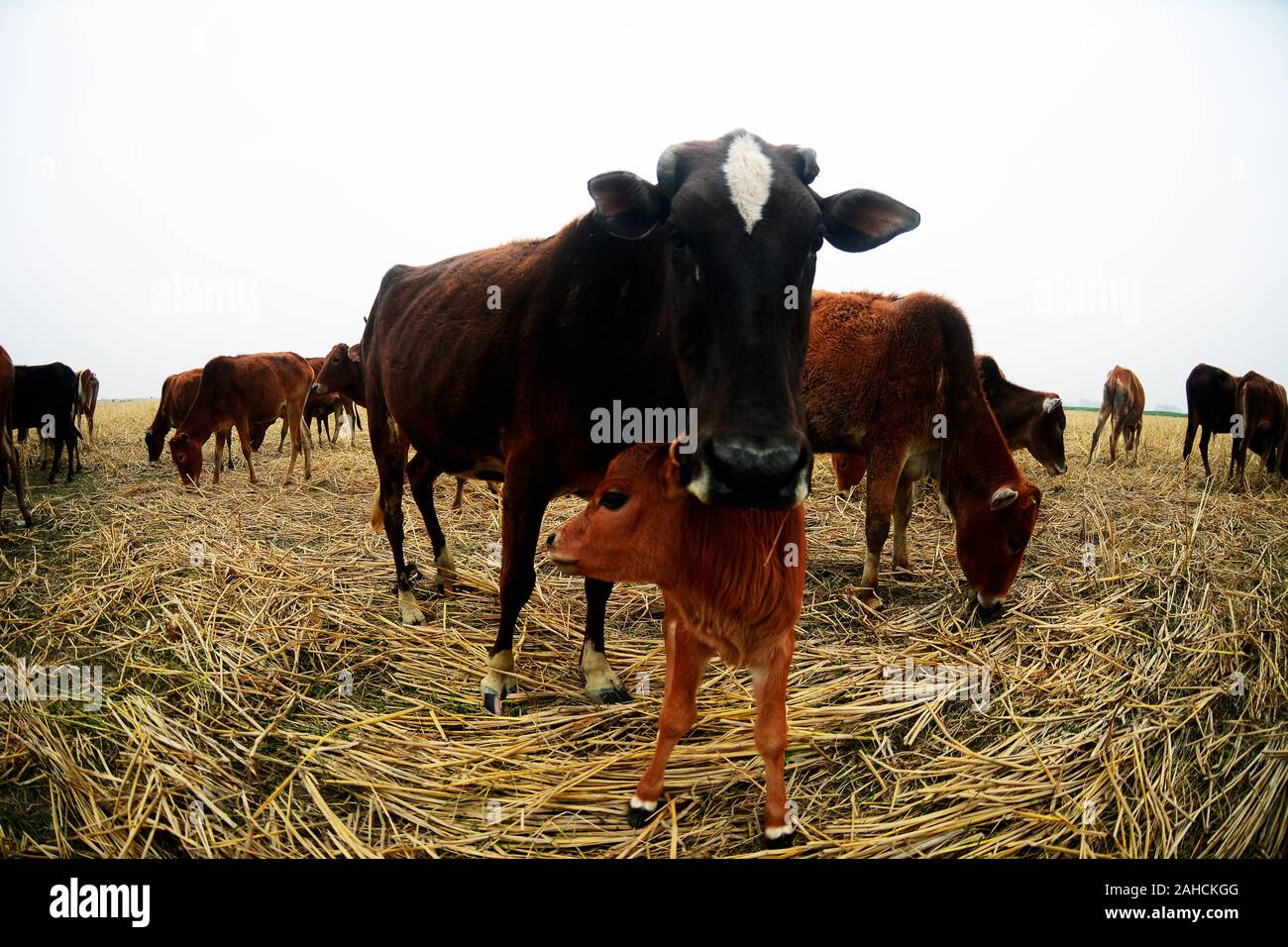 Dairy cow grazing in the paddock Stock Photo - Alamy