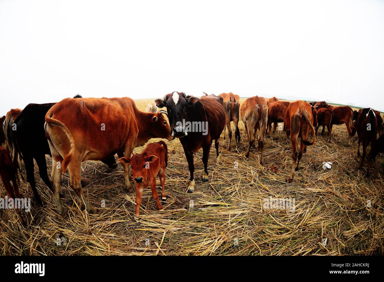 Dairy cow grazing in the paddock Stock Photo - Alamy