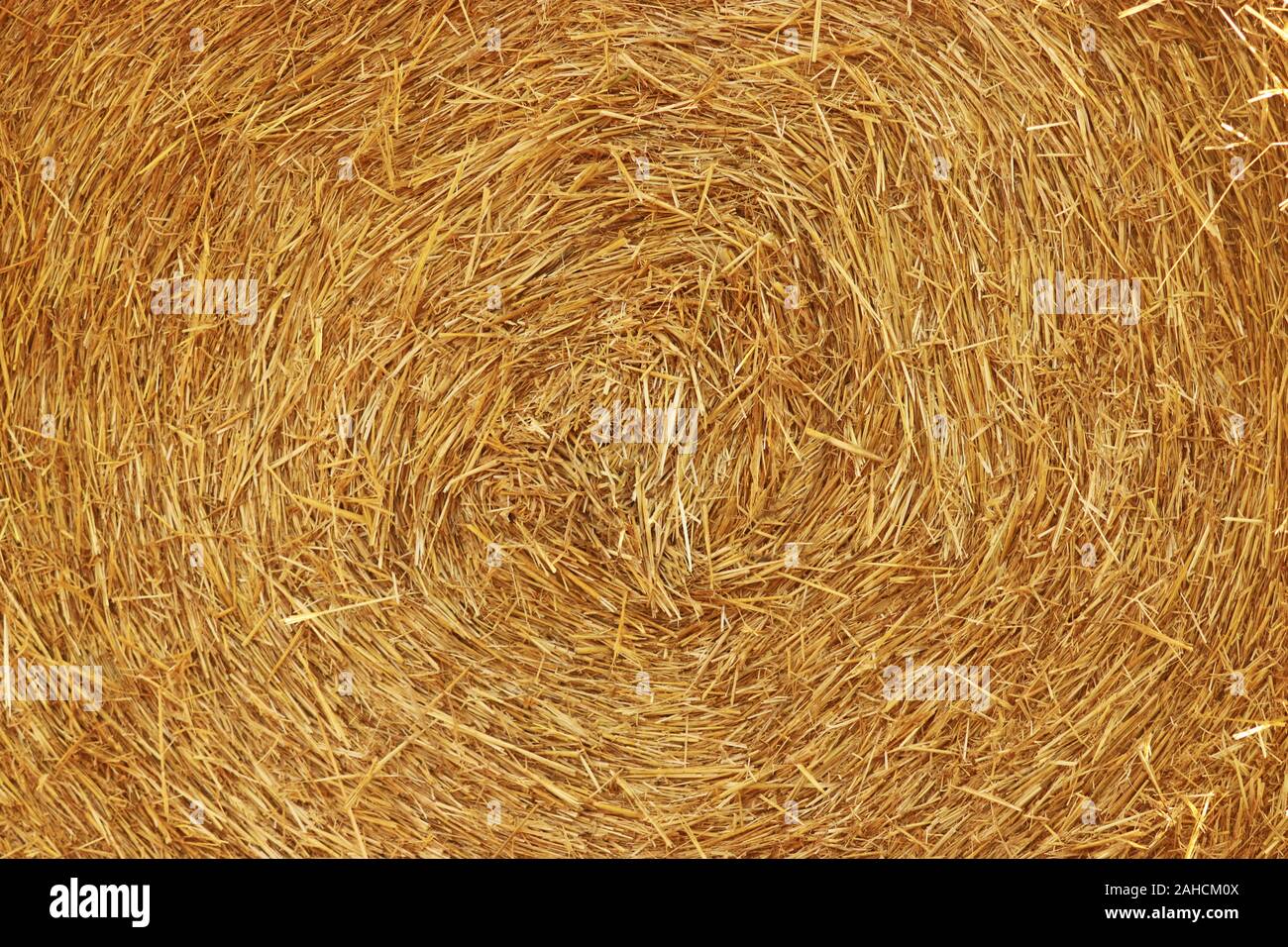close-up of a round straw bale, full frame Stock Photo - Alamy