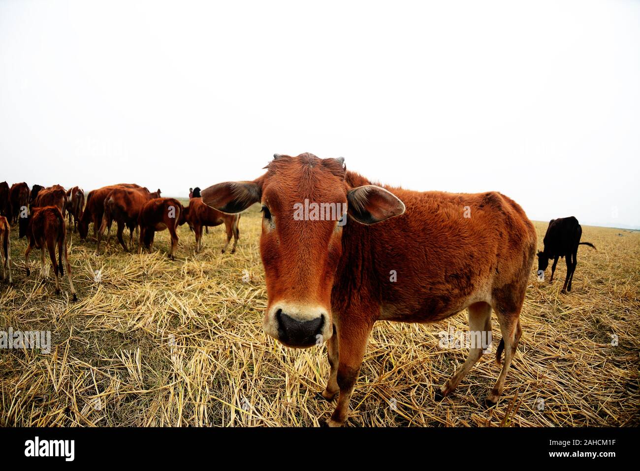 Dairy cow grazing in the paddock Stock Photo - Alamy