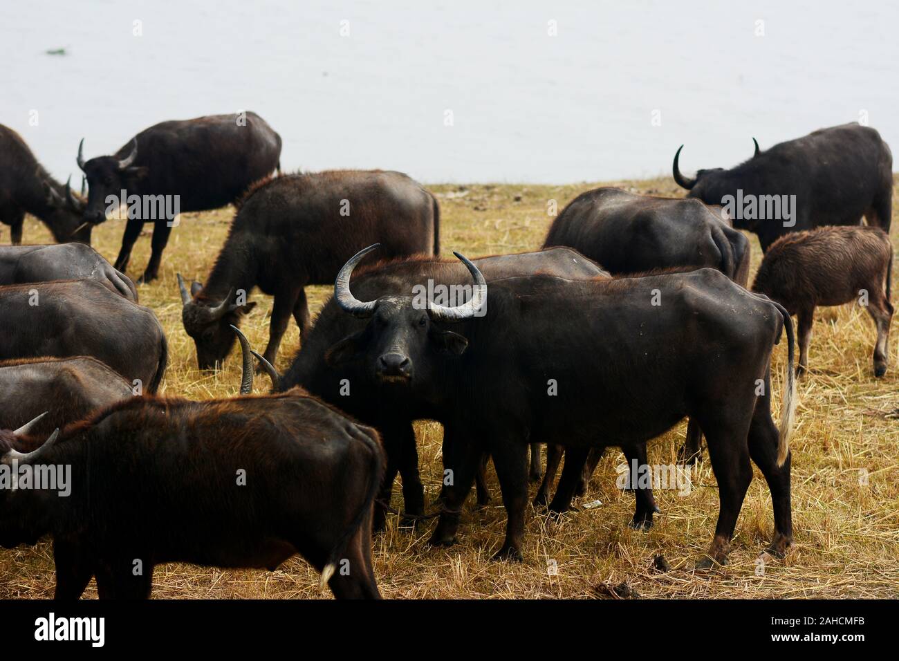 Angry buffalo hi-res stock photography and images - Alamy