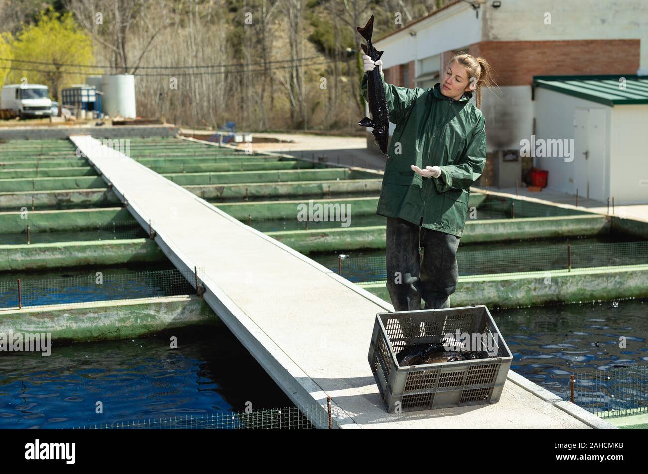 Woman in working clothes standing near fish pools and holding sturgeon ...