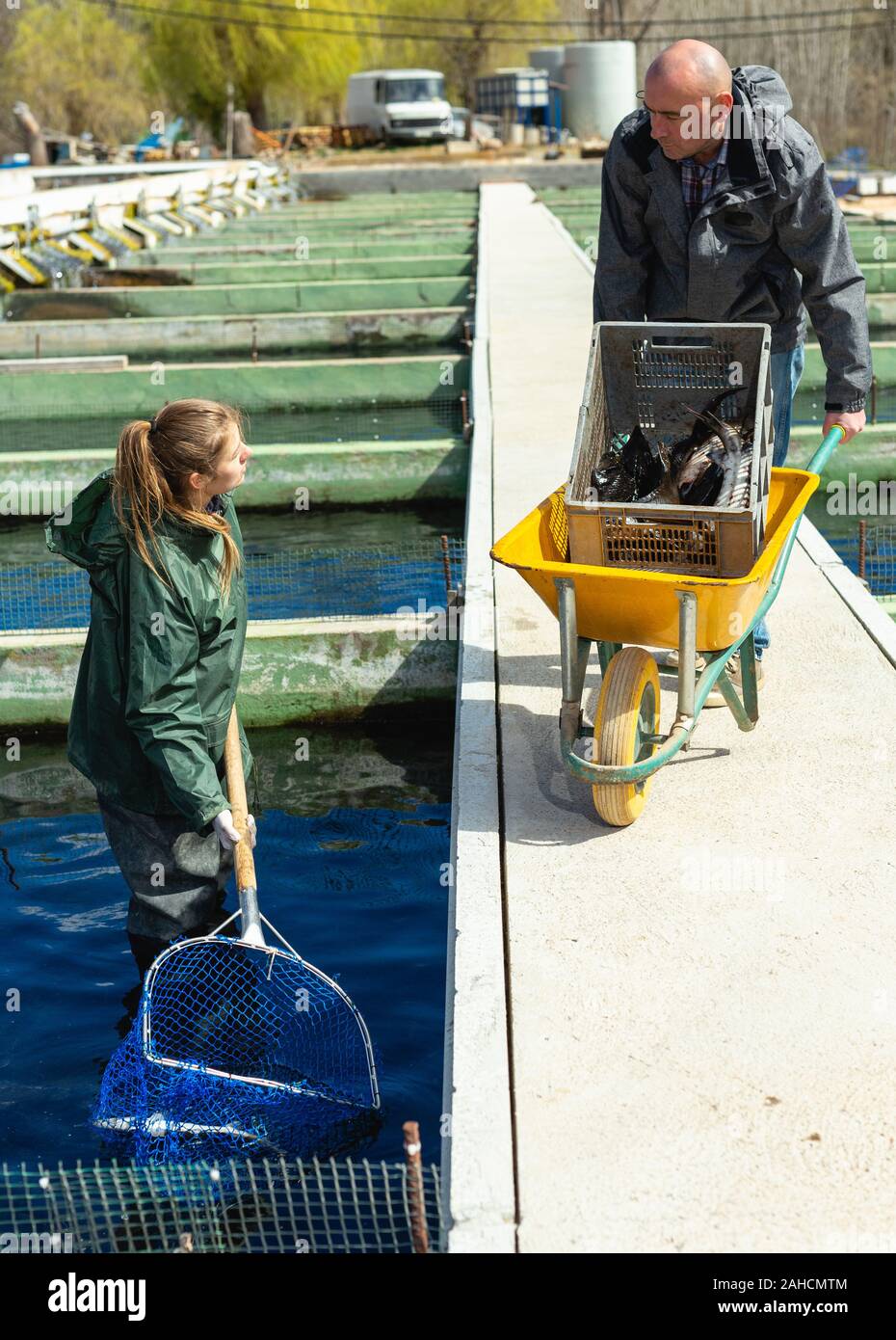 Owner of fish farm with woman worker checking and catching sturgeons in ...