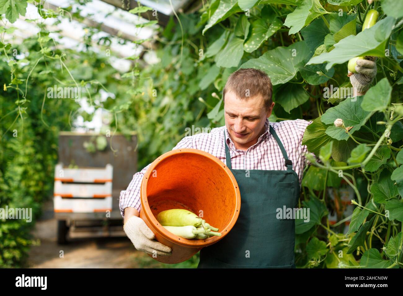 Portrait of adult worker harvesting fresh squash on organic plantation ...