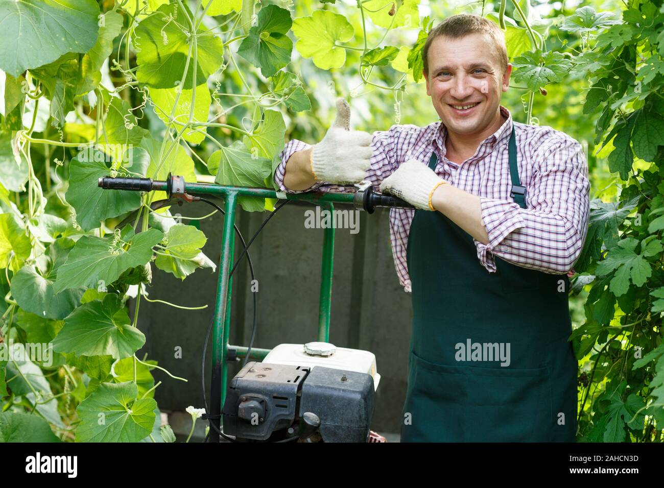 Portrait of adult worker harvesting fresh squash on organic plantation ...
