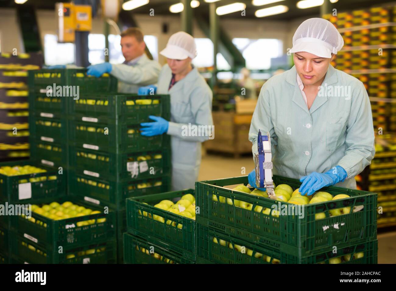 Young woman in uniform sticking labels on apples in crates at apples ...