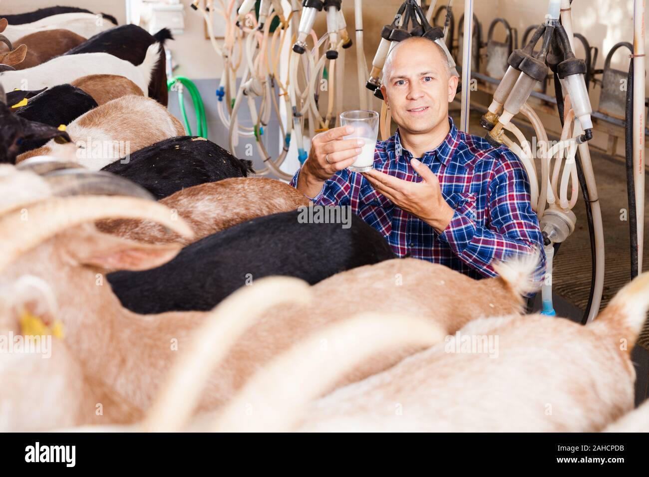 Confident smiling owner of goat farm approvingly demonstrating goat ...