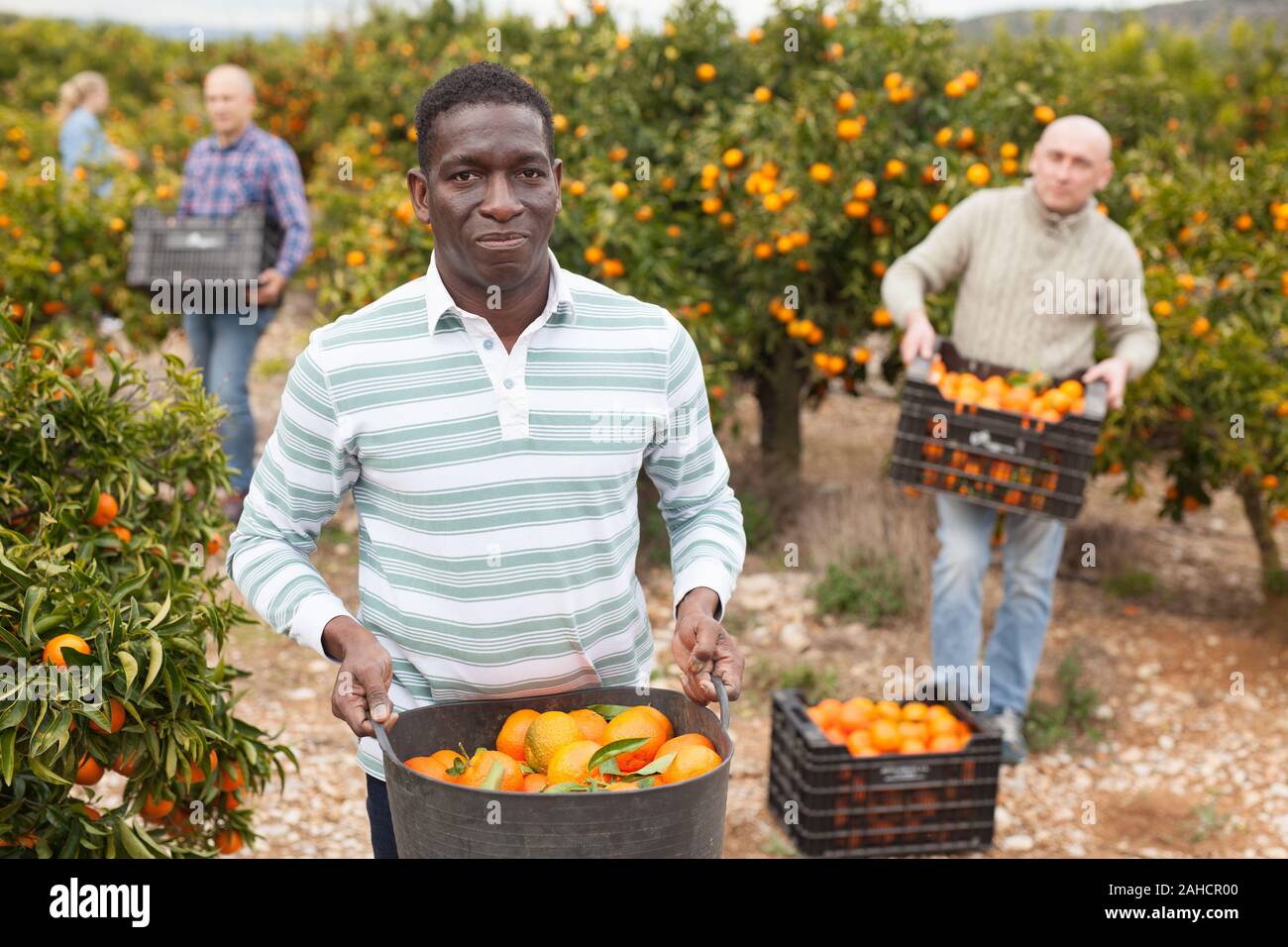 Portrait of positive workers picking mandarins in boxes on farm Stock ...