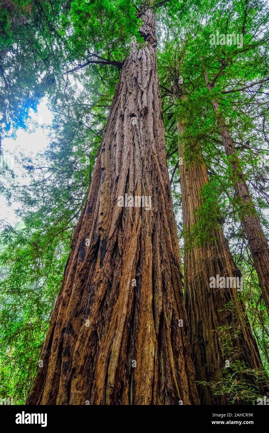 Tree rising to sky hi-res stock photography and images - Alamy